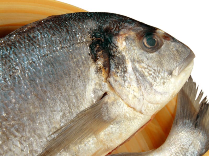 Gilthead bream stock image. Image of gill, fish, animal - 1972009