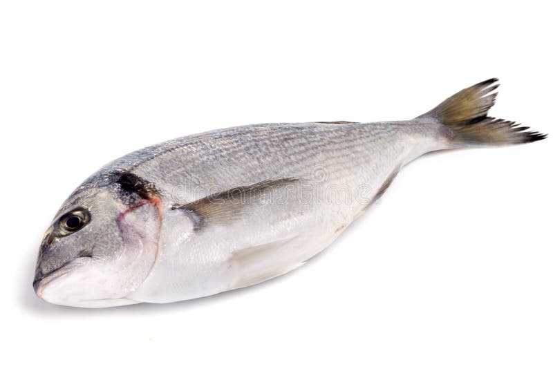 Gilt-head sea bream fish stock image. Image of animal - 17051493