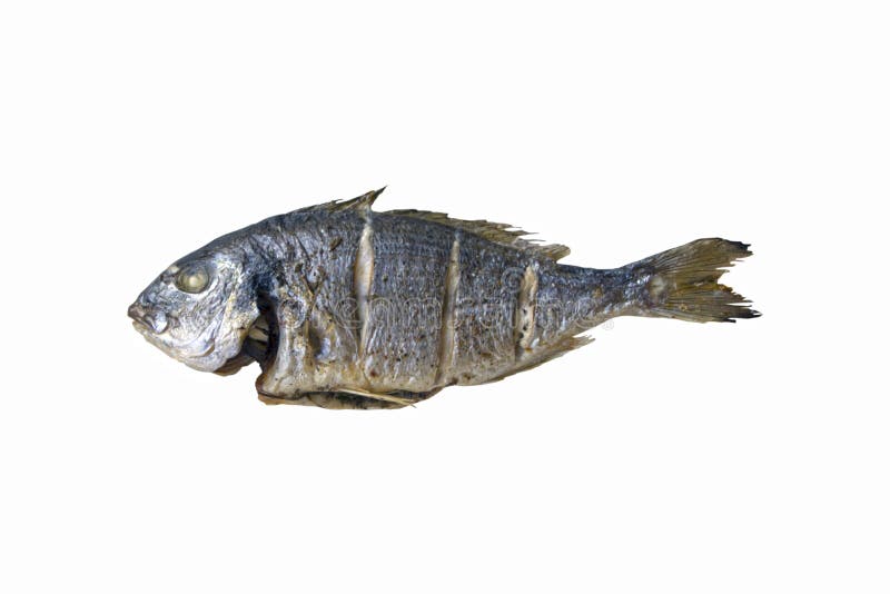Gilthead fish stock image. Image of grill, baked, grilled - 17828829