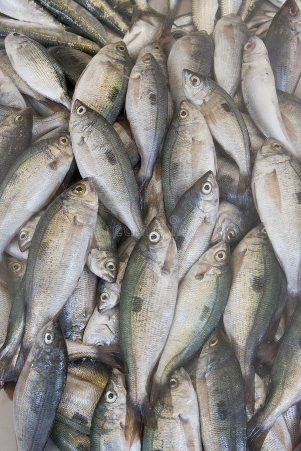 Gilthead Fish and Nori Algae Stock Image - Image of dorade, white: 15246375