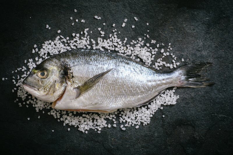 Gilthead fish on salt stock photo. Image of deep, dorada - 52446244