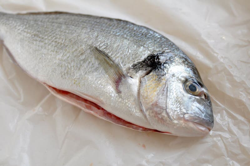 Gilt head Sea bream Fish stock photo. Image of black - 32381230