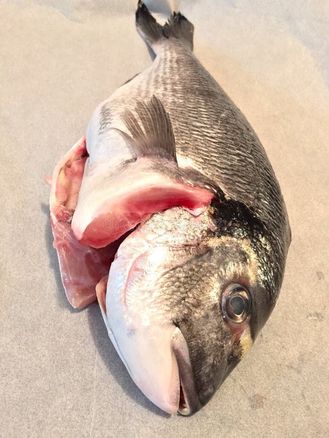 Gilthead Seabream stock image. Image of meat, seabream - 48329175