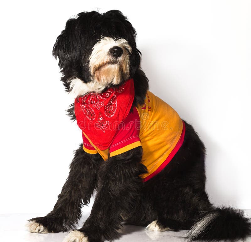 Gim dog stock photo. Image of furry, little, cute, mini - 27911702