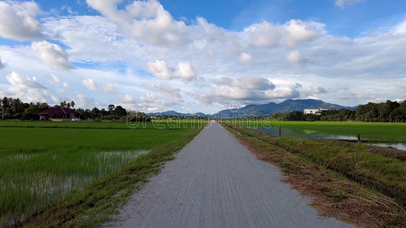 Gimbal Move at Path in Paddy Field Stock Video - Video of abundance ...
