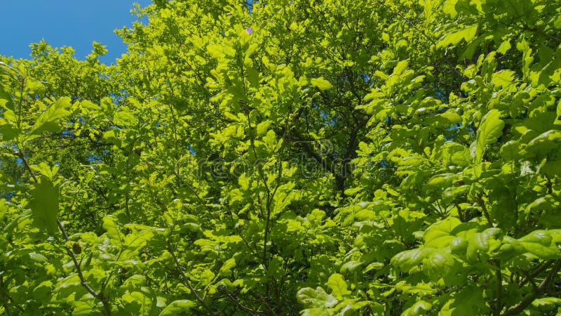 Canopy of Deciduous Trees with Inflorescence. Tree Swinging in Wind on ...
