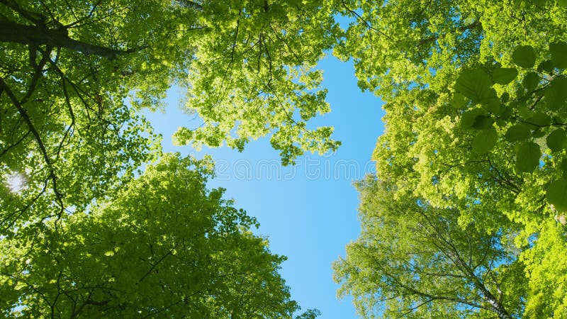 Canopy of Deciduous Trees with Inflorescence. Tree Swinging in Wind on ...