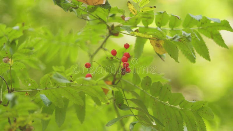 Rowan Tree Filled with Bunches of Bright Red Berries. Red Rowan Berries ...