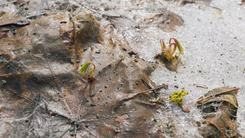 Snow Melting and Growth of Spring Sprouts. First Days of Spring ...
