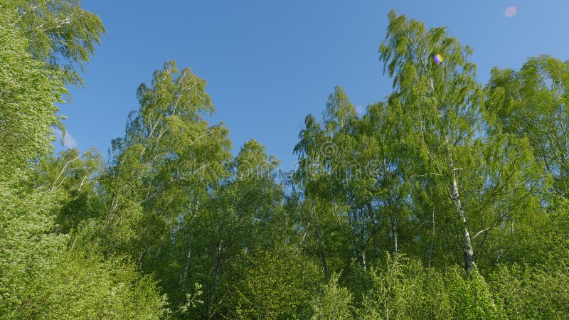 Stormy Wind in Front of Blue Sky. Green Trees Against a Blue Sky is ...
