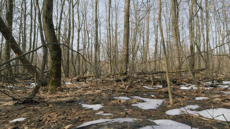 Warm Spring in Forest Snow Has Melted. Spring Forest with Remnants of ...