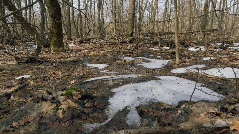 Warm Spring in Forest Snow Has Melted. Spring Forest with Remnants of ...