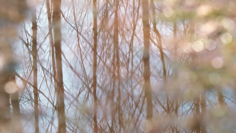 Shadow of a Tree Branch on Surface of Water. Sun Shines through ...