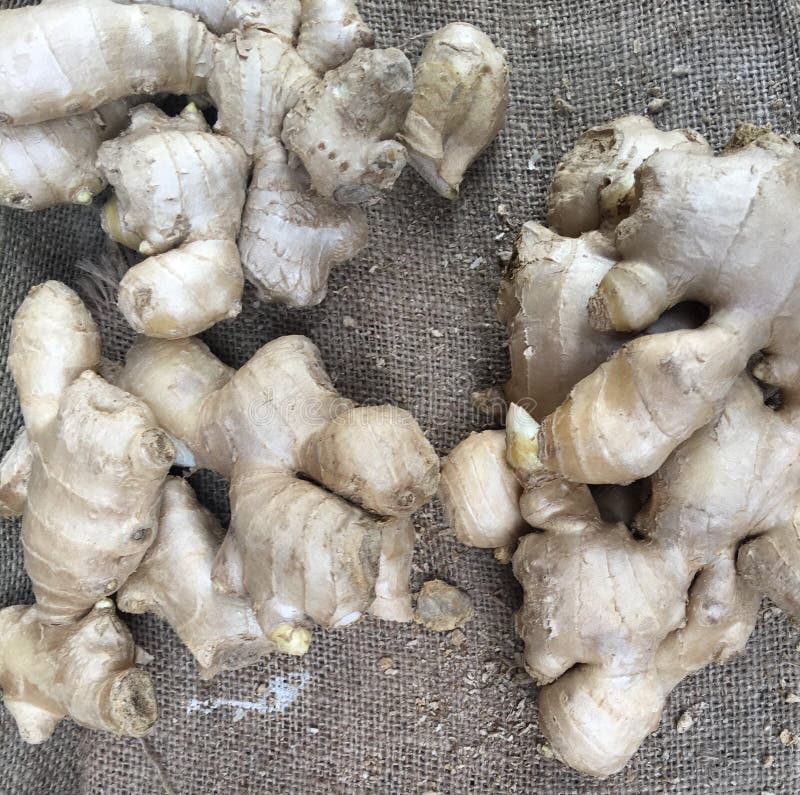 Ginger stock photo. Image of ginder, sack, food, ginger - 103664106