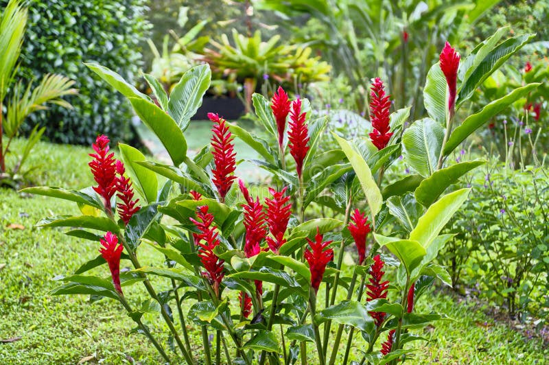 Gingembre Rouge, Costa Rica Photo stock - Image du côte, rica: 77030436