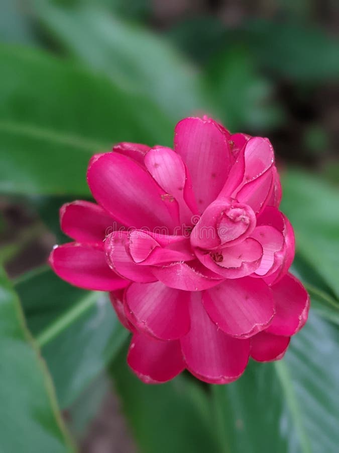 Gingembre Rouge De L'alpinia Purpurata Image stock - Image du pétale ...