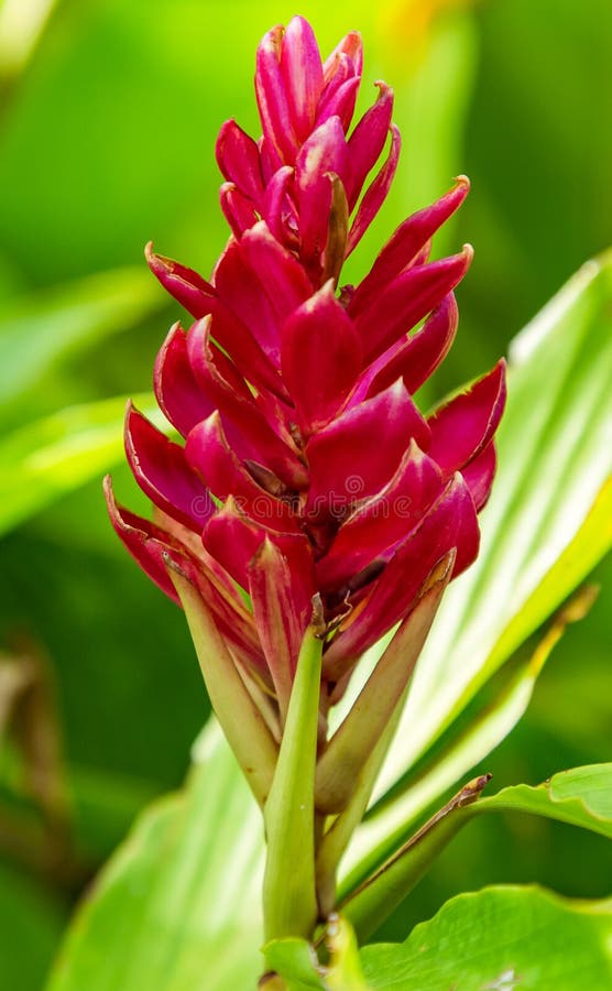 Gingembre Rouge (purpurata D'Alpinia) Image stock - Image du épée ...
