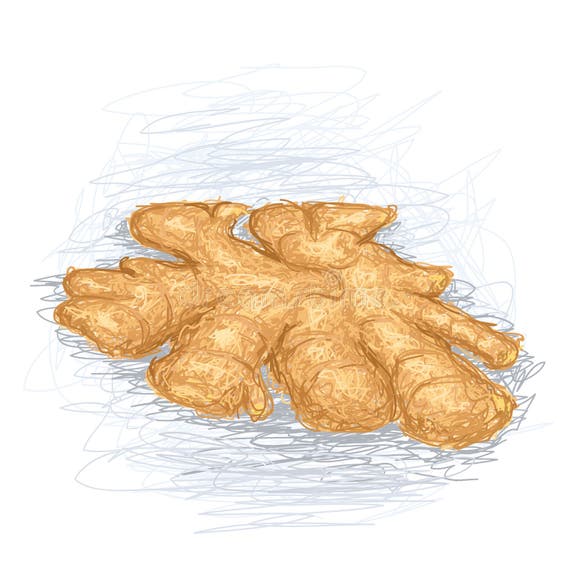Ginger Root Cartoon Isolated Stock Illustrations – 745 Ginger Root ...