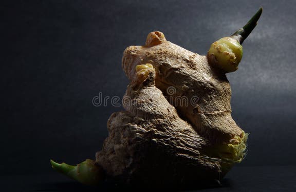 Ginger 6 stock image. Image of spice, gingerole, aphrodisiac - 26095893