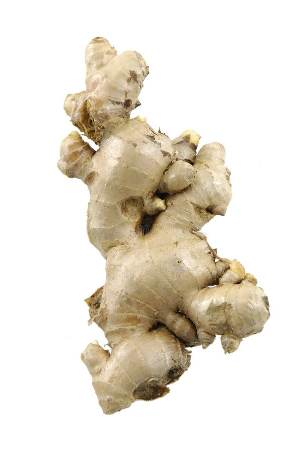 Ginger sprouts stock photo. Image of crop, herbal, fresh - 28594052