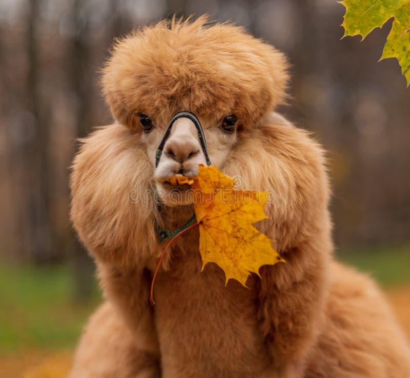 A Ginger Alpaca Chews on a Yellow Maple Leaf. the Muzzle of an Exotic ...