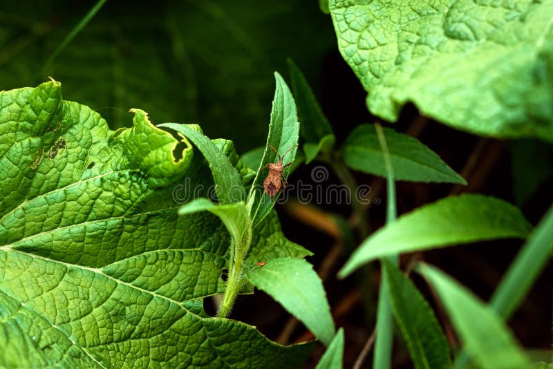 Ginger Baleen Insect on a Green Leaf Stock Photo - Image of grass ...