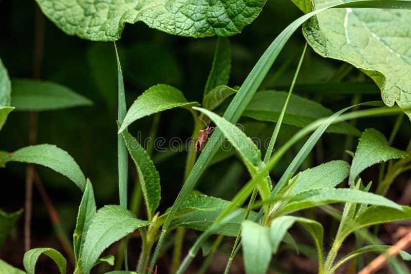 Ginger Baleen Insect on a Green Leaf Stock Image - Image of black ...