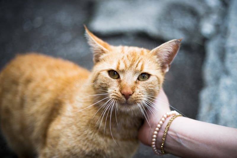 Ginger Beatifull Cat Stock Photos - Free & Royalty-Free Stock Photos ...