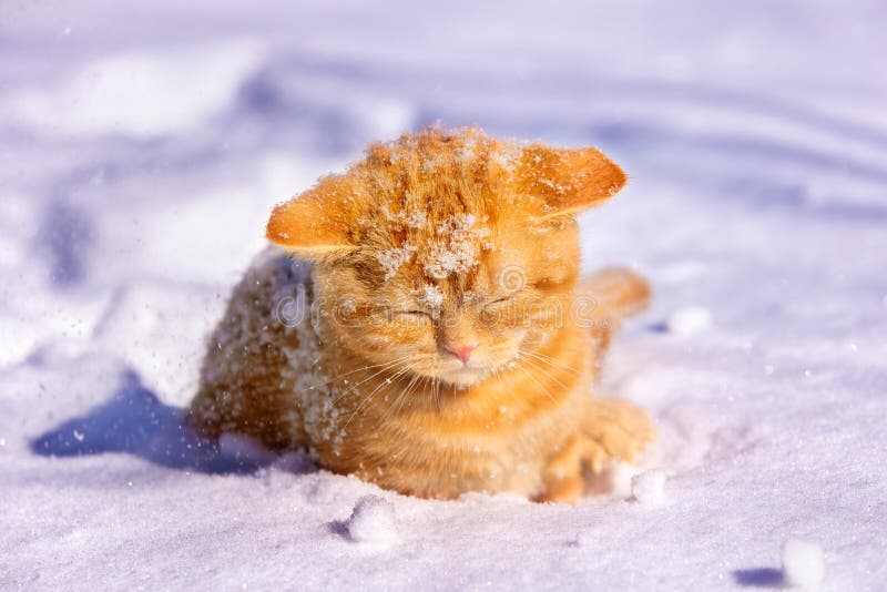 Ginger Kitten Walks in the Snow Stock Photo - Image of holiday, cold ...