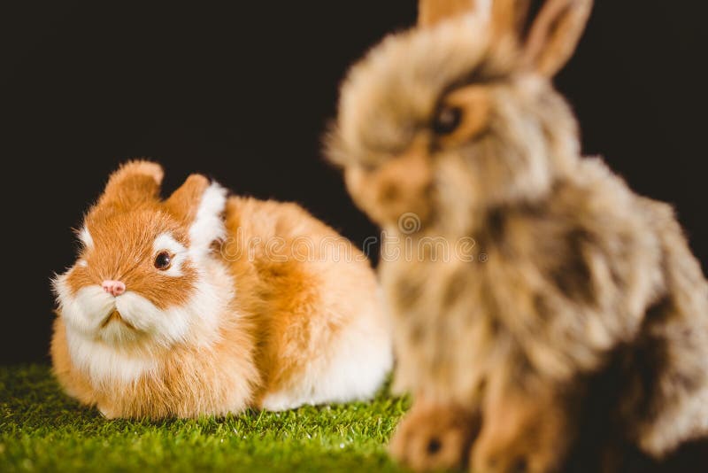 Ginger bunny rabbit stock photo. Image of green, bunny - 51086110