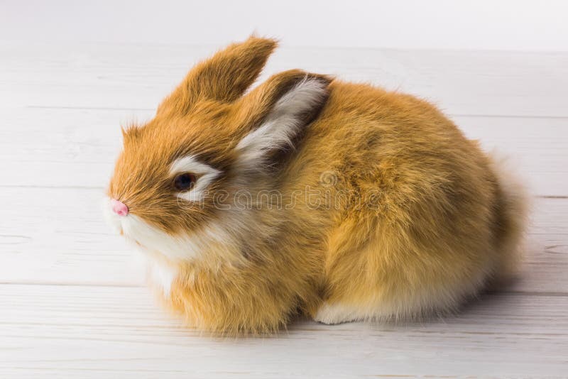 Ginger bunny rabbit stock image. Image of people, cute - 51085377