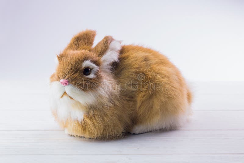 1,695 Ginger Bunny Rabbit Stock Photos - Free & Royalty-Free Stock ...