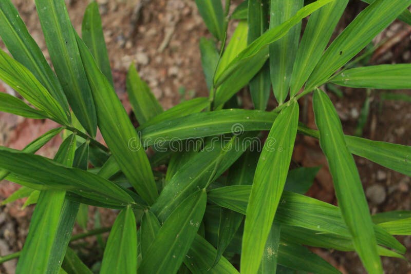 A Ginger Bush is on the Ground Stock Photo - Image of branch, tree ...