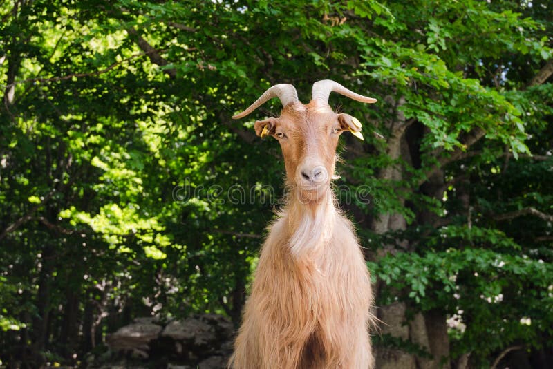 Ginger capricon, stock image. Image of farm, hair, green - 64976251