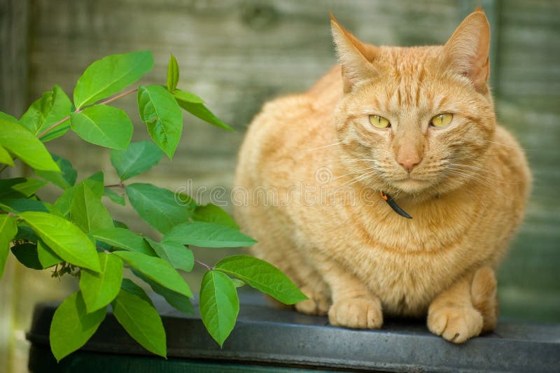 Ginger cat stock photo. Image of furry, sitting, tomcat - 19222688