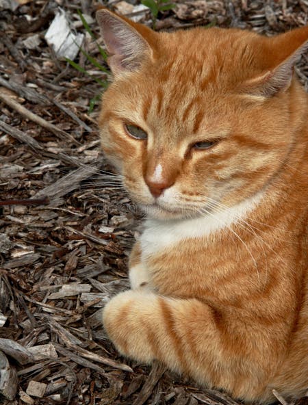 Ginger cat 2 stock photo. Image of animal, garden, ginger - 859766