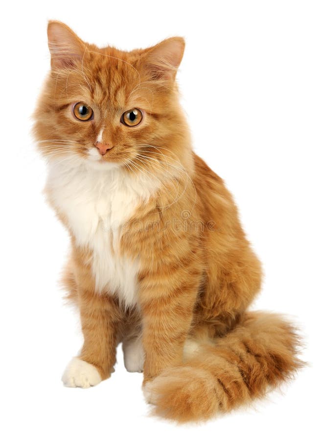 Ginger cat stock image. Image of shot, isolated, yellow - 21441567