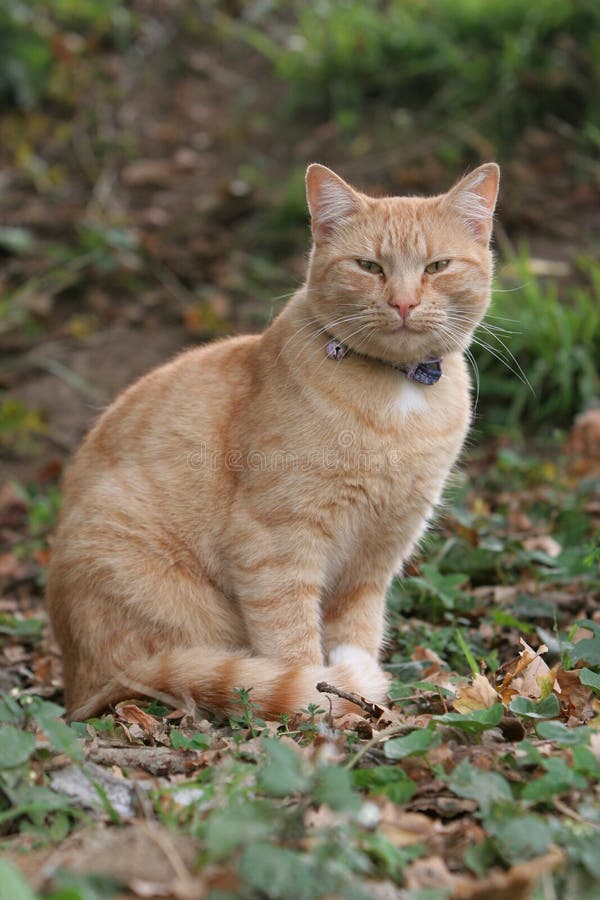 Ginger Cat stock photo. Image of garden, relaxing, ginger - 2325000