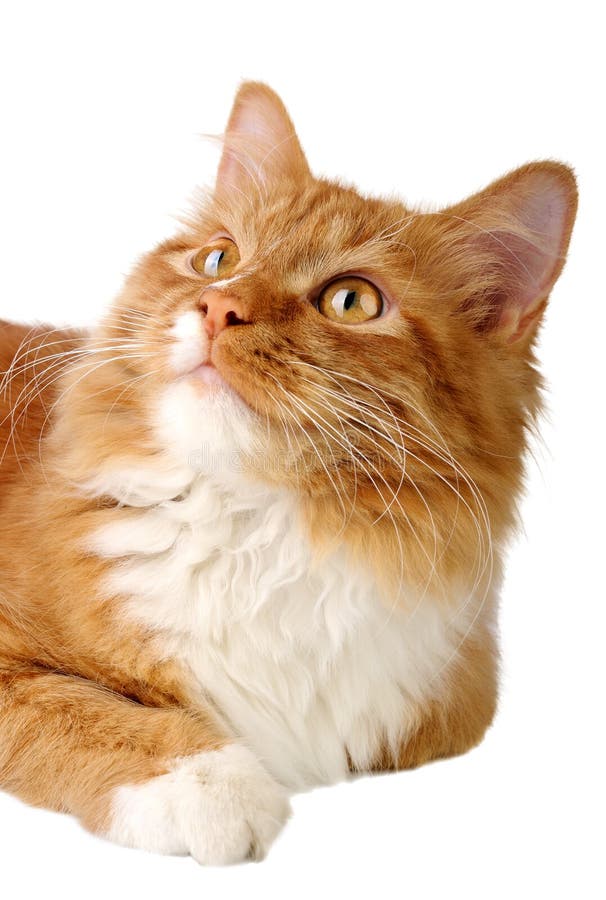 Ginger Mixed Breed Cat, 6 Months Old, Sitting Stock Image - Image of ...
