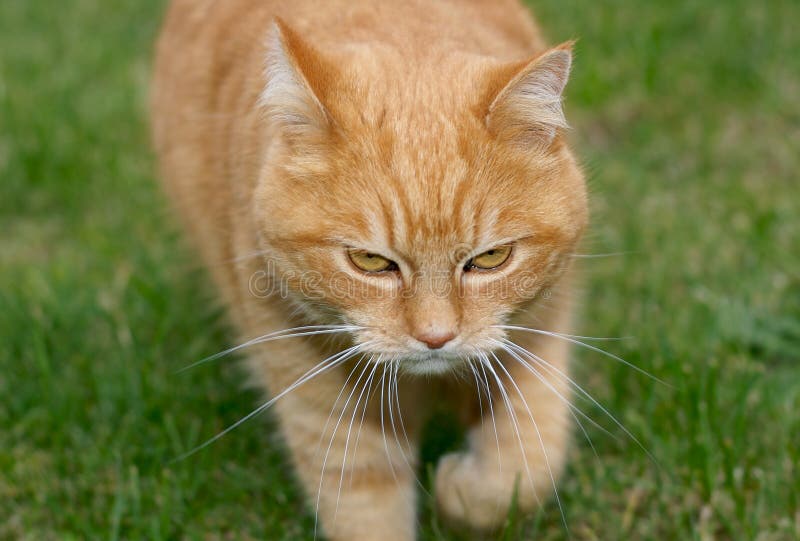 Ginger cat stock image. Image of scary, ginger, grass - 3277353