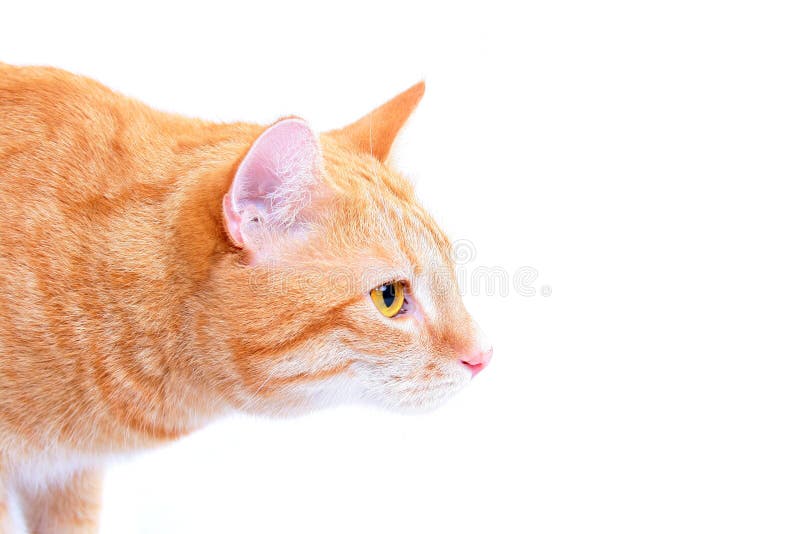 Ginger cat stock image. Image of clean, cute, kitten, ginger - 6142705