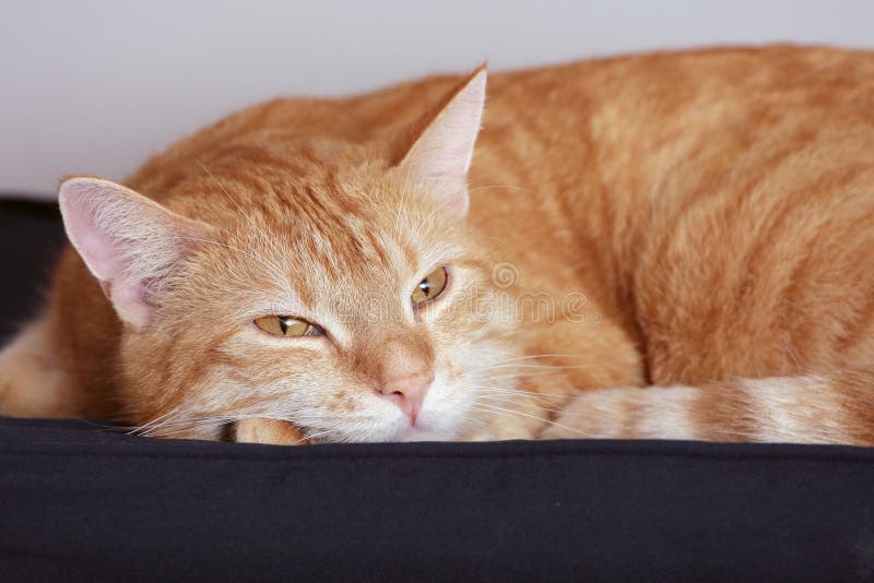 Ginger Cat Picture. Image: 7796309