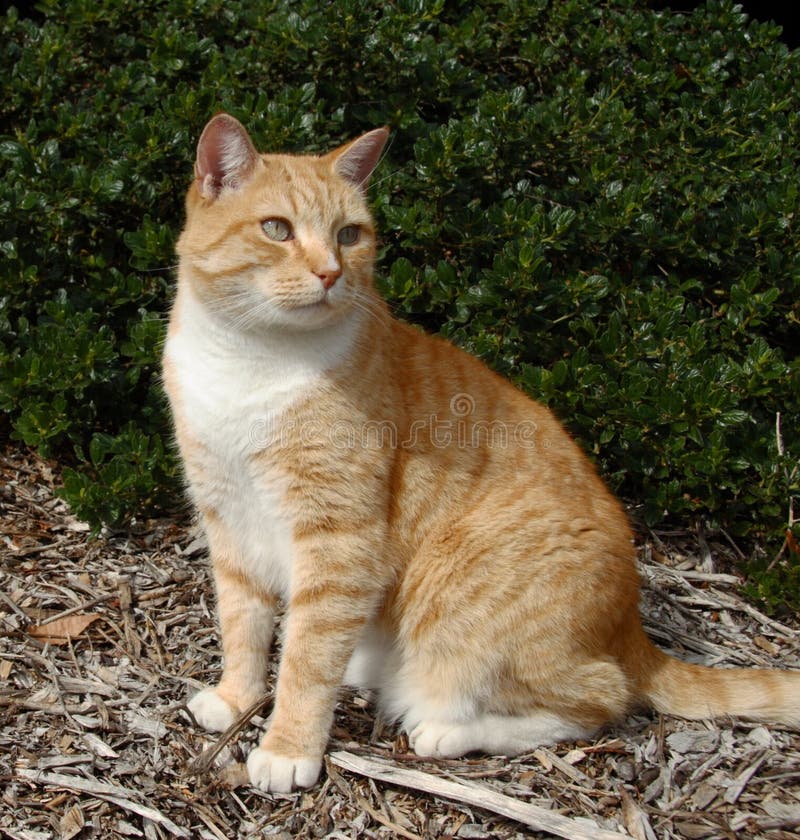 Ginger cat stock photo. Image of ginger, watching, sitting - 859748