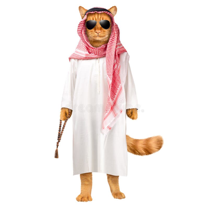 Ginger Cat-Arab Sheikh . Isolated on White Stock Photo - Image of ...