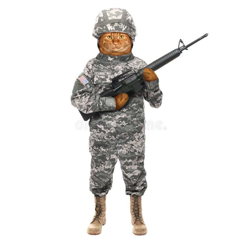 Ginger Cat Army Soldier.Isolated on White Stock Image - Image of ...