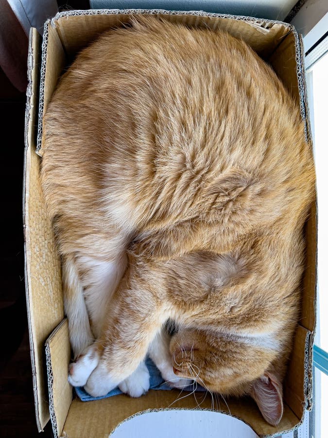 Ginger Cat Asleep in a Cardboard Box Stock Photo - Image of home, relax ...