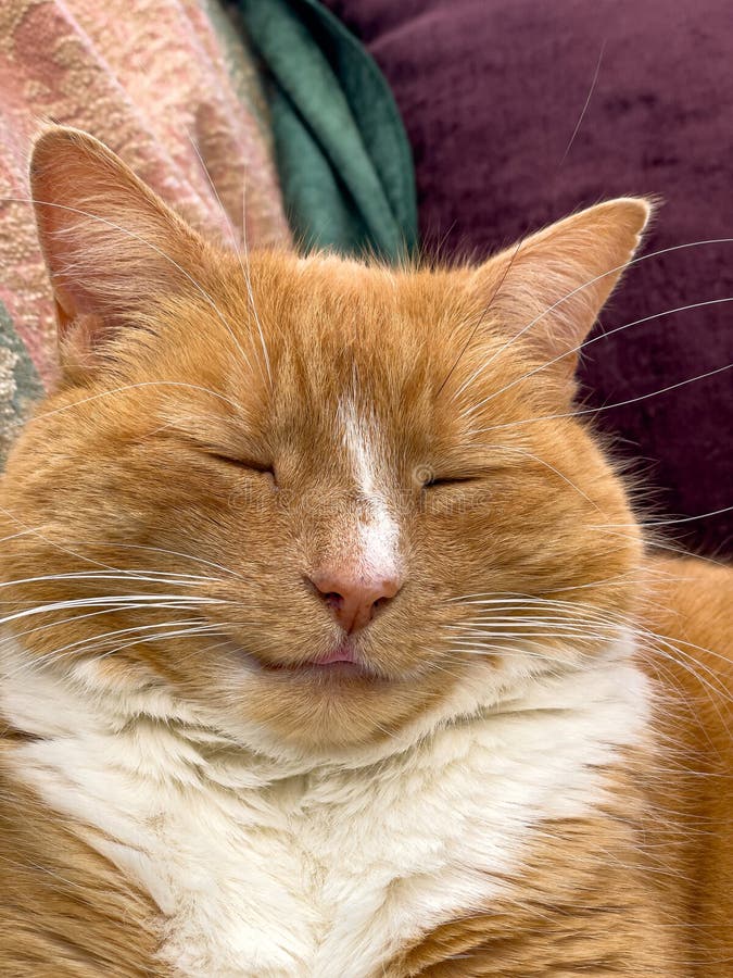 Ginger Cat Asleep with a Slight Tongue Sticking Out Stock Photo - Image ...