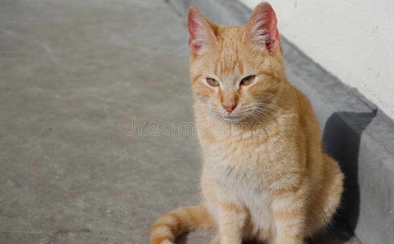 The Ginger Cat is Basking in the Rays of the First Spring Sun Stock ...