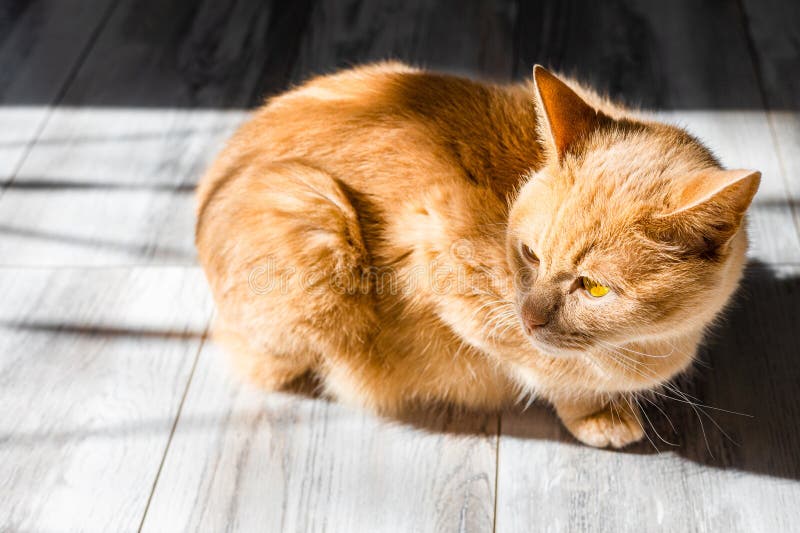 Ginger Cat Basking in the Sun Sitting on the Floor Stock Photo - Image ...