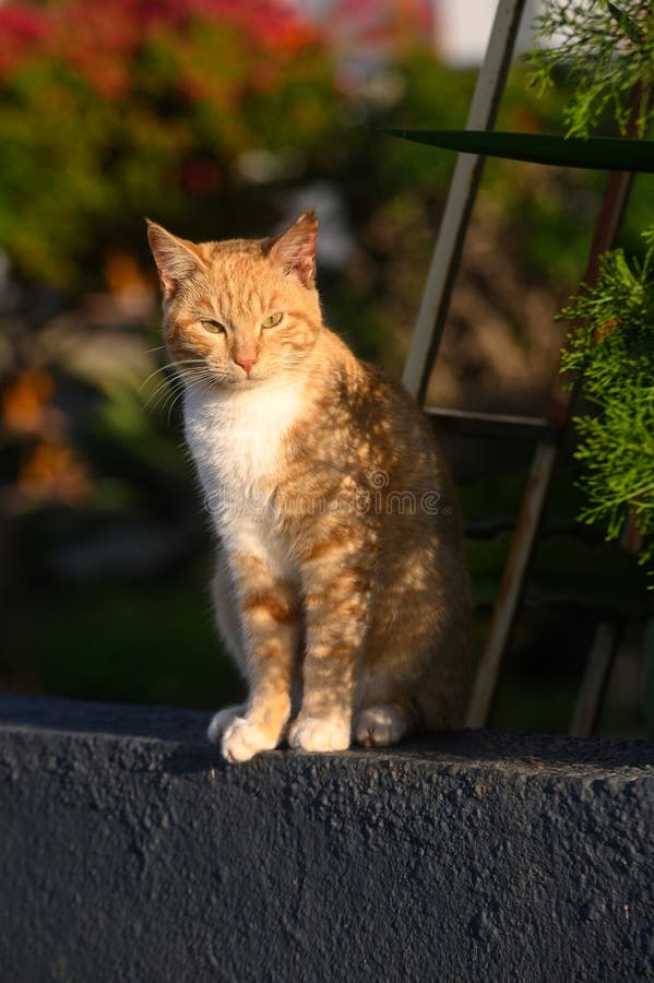 Ginger Cat Basks in the Sun in Winter in Cyprus 1 Stock Photo - Image ...